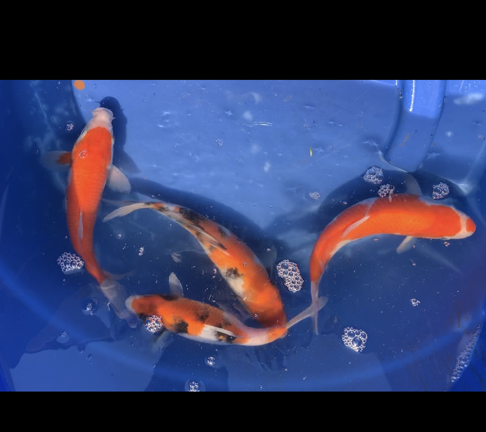 Koi